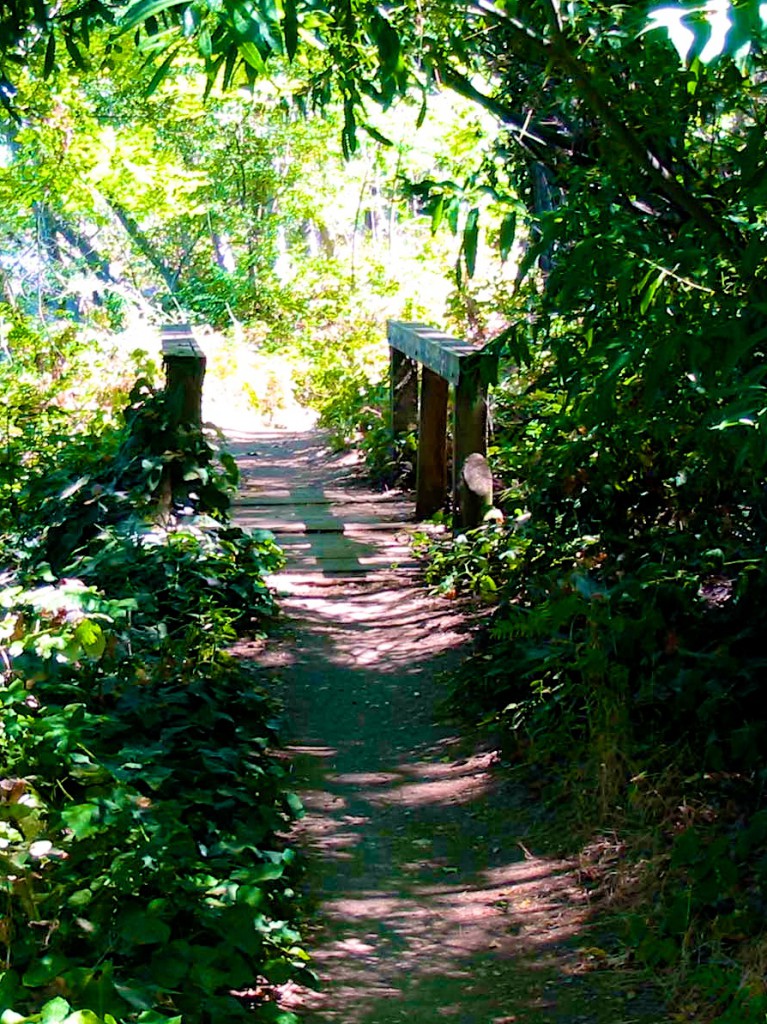 Jedidiah Smith Memorial Trail | AmericanRiverWildlife.com